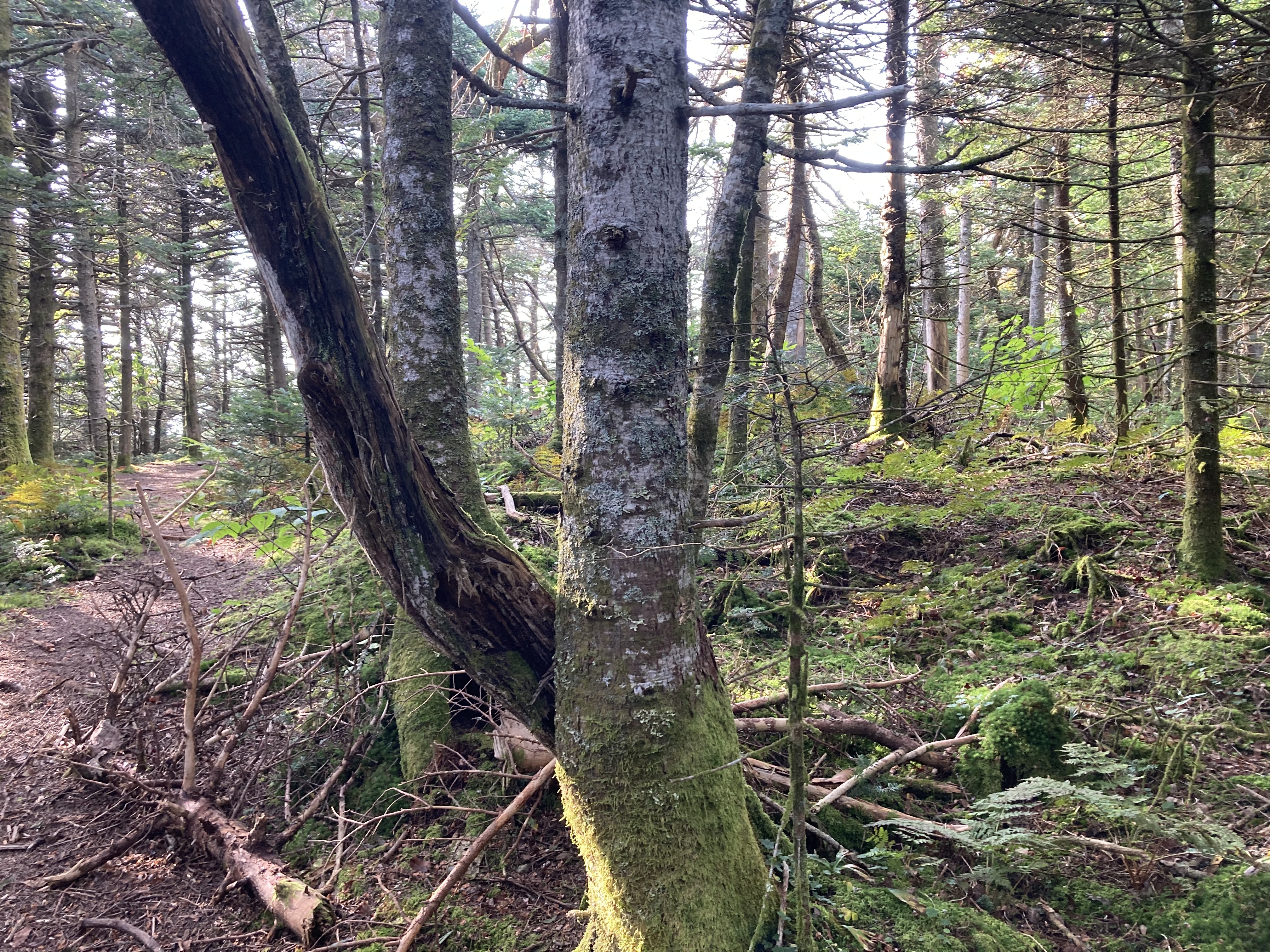 Saddle Ball Mountain – Hiking Massachusetts Peaks