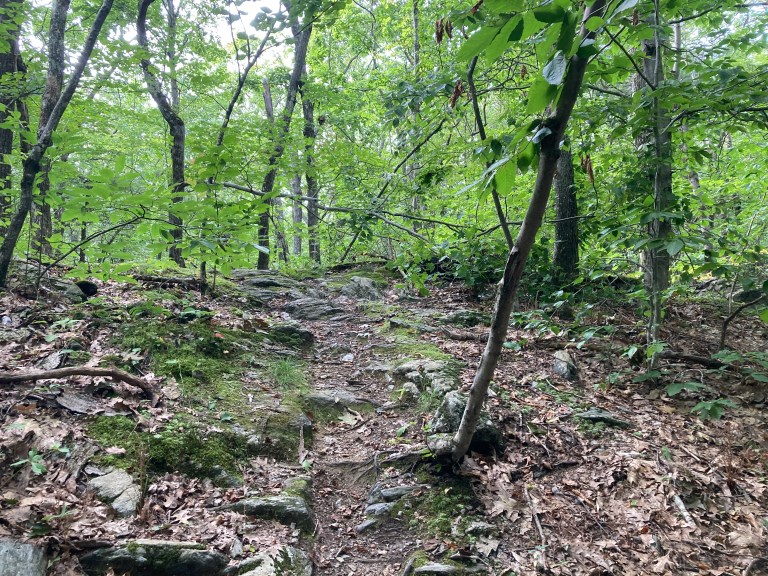Lenox Mountain South – Hiking Massachusetts Peaks